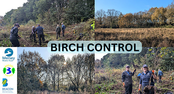 Battling the Birch